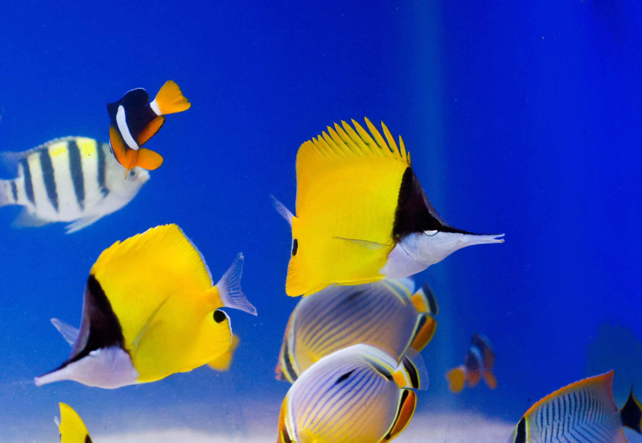 Water World Lanka Kelaniya – Only Public Aquarium with an Underwater ...
