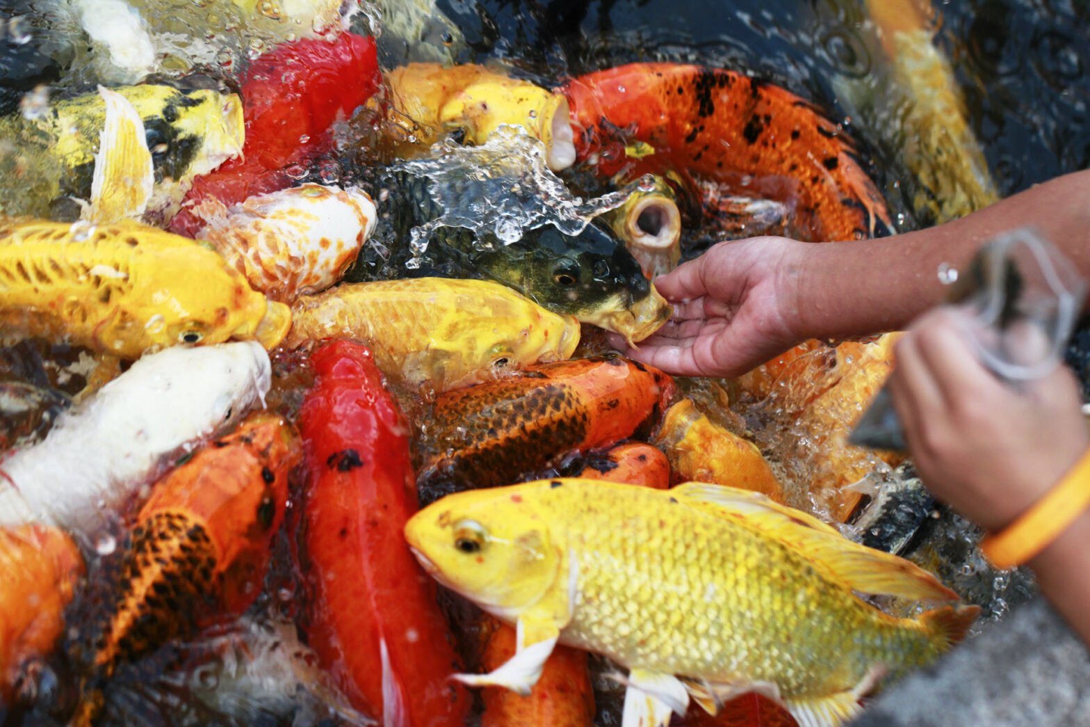 Water World Lanka Kelaniya – Only Public Aquarium with an Underwater ...